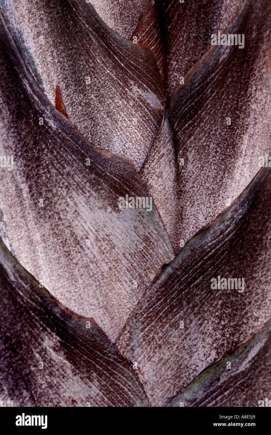 Palm base hi-res stock photography and images - Alamy