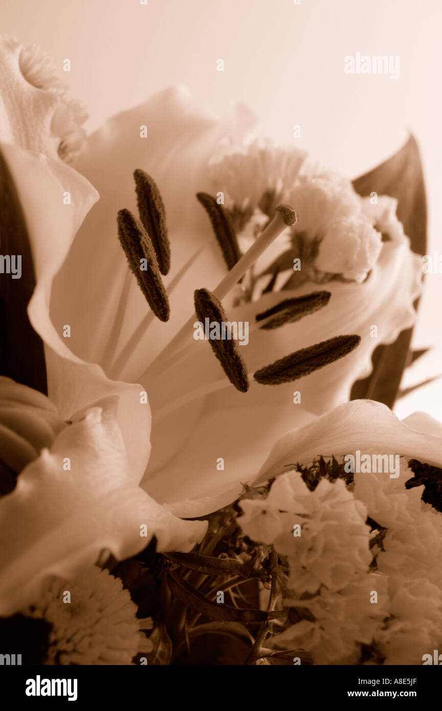 Sepia fine art flower hi-res stock photography and images - Alamy