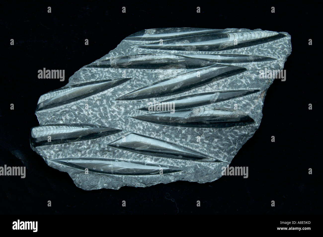 Orthoceras mollusc fossil hi-res stock photography and images - Alamy