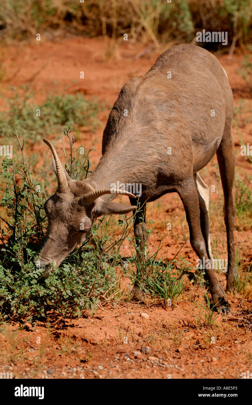 Grazing Mountain Goat at Arches National Park Utah USA Stock Photo - Alamy
