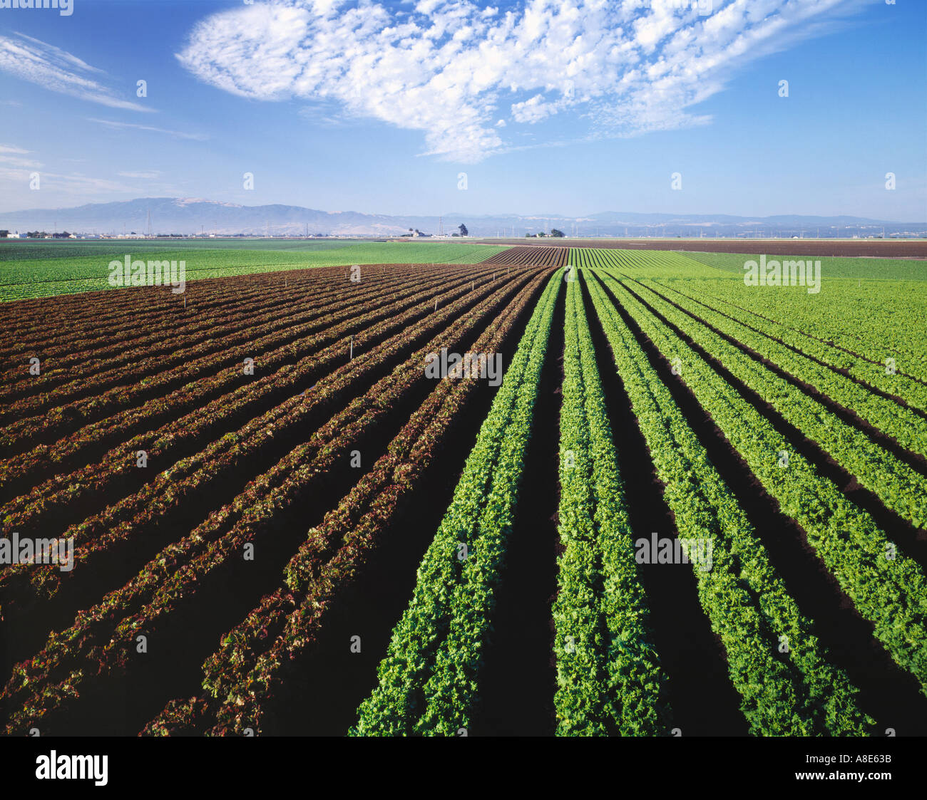 Agriculture - Large field of mature red and green leaf lettuce ready ...
