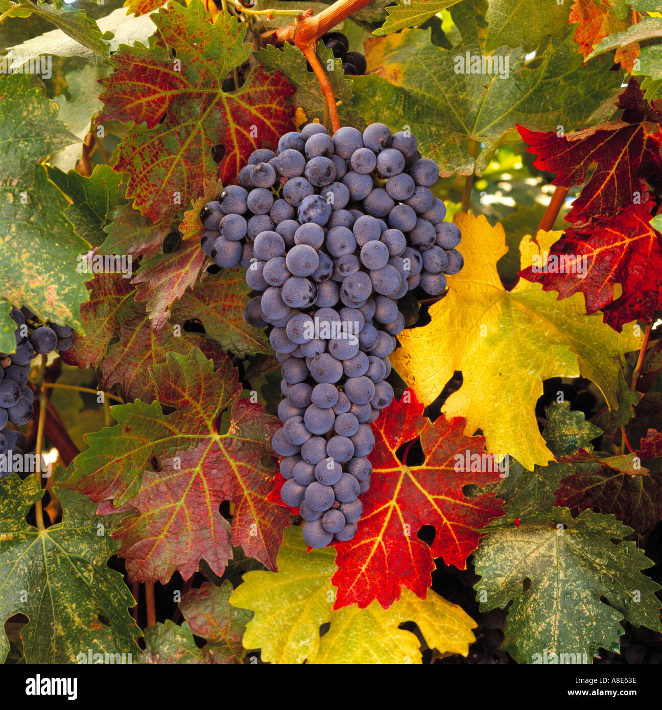 Cabernet sauvignon grape hi-res stock photography and images - Alamy Cabernet sauvignon grape hi-res stock photography and images - Alamy