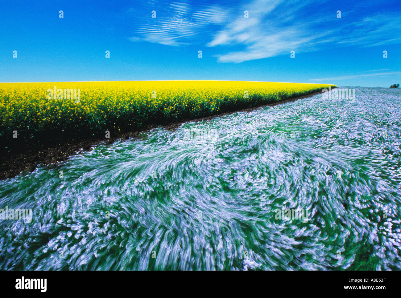 Agriculture - Field of windblown blooming flax next to a blooming ...