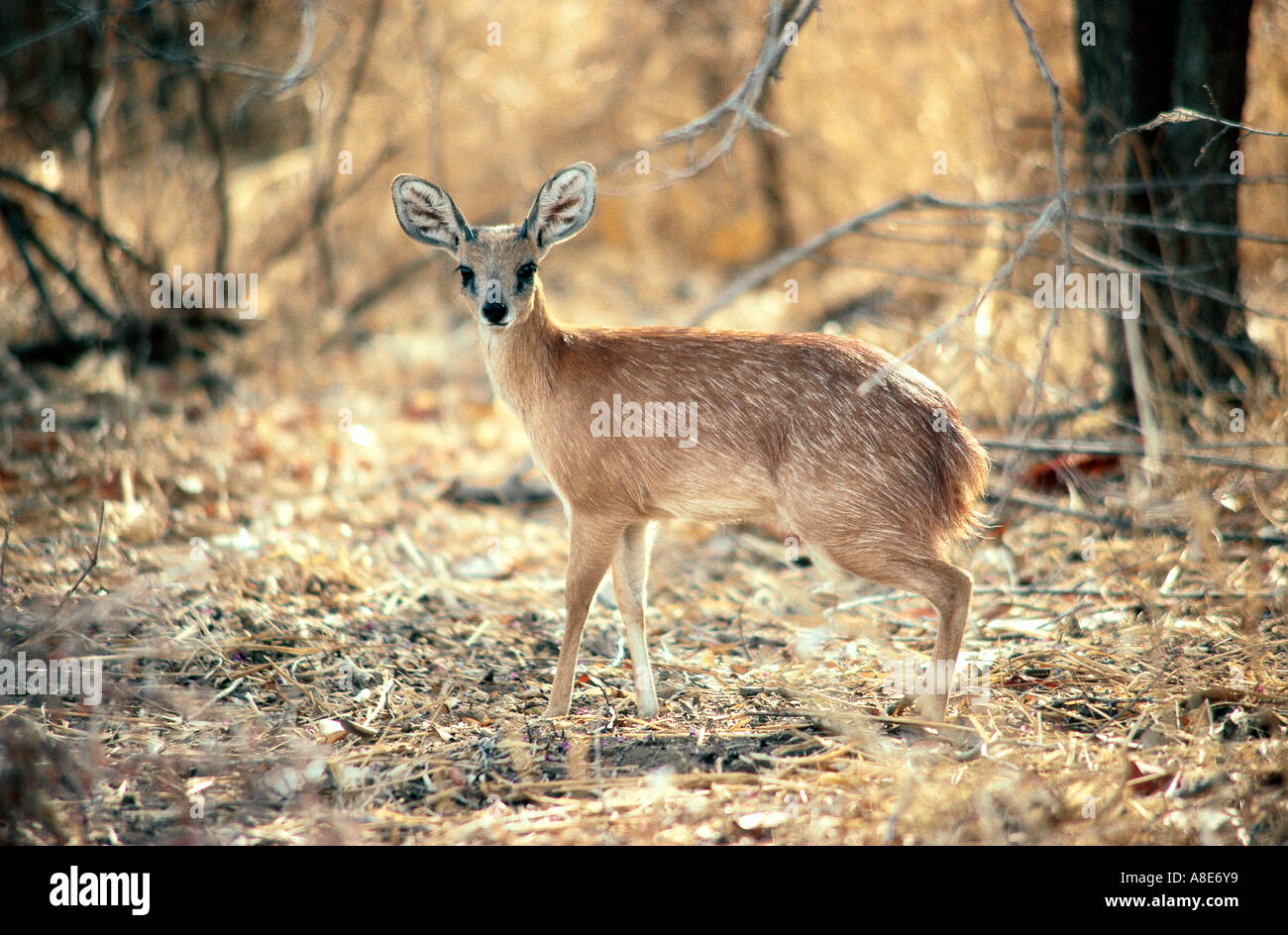 Raphicerus hwange hi-res stock photography and images - Alamy