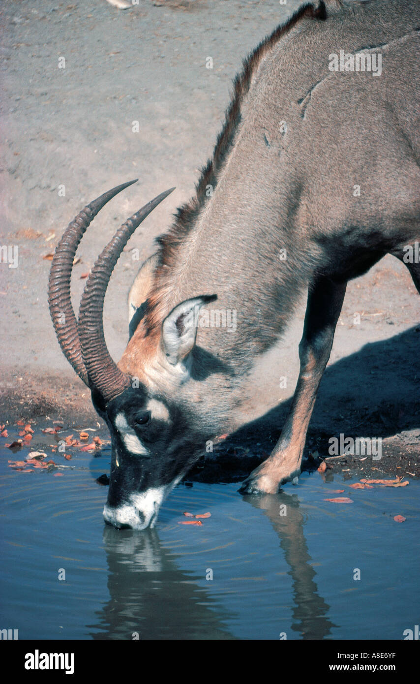 Roan antelope hippotragus equinus male hi-res stock photography and ...