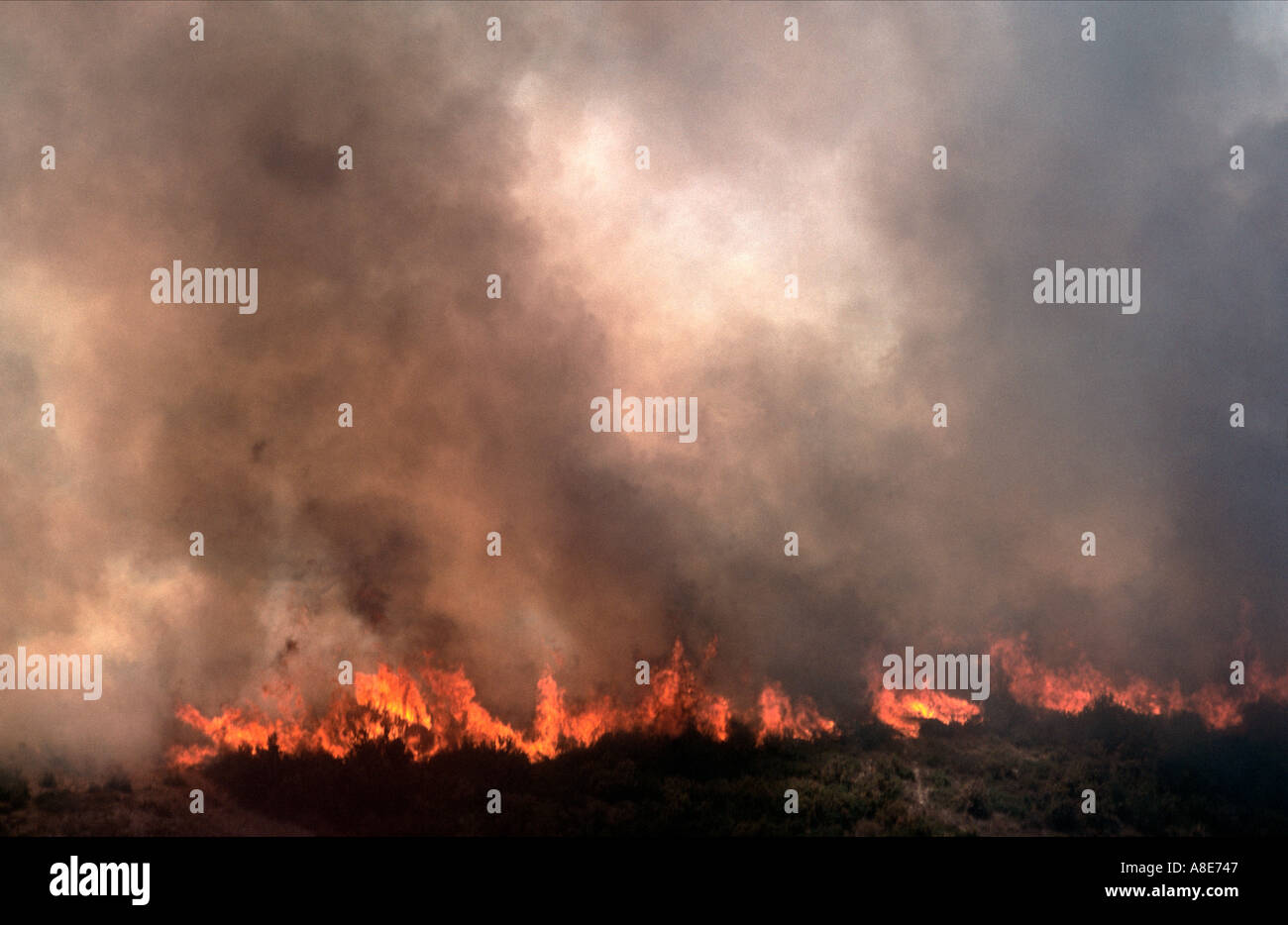 Menacing wild forest fire hi-res stock photography and images - Alamy
