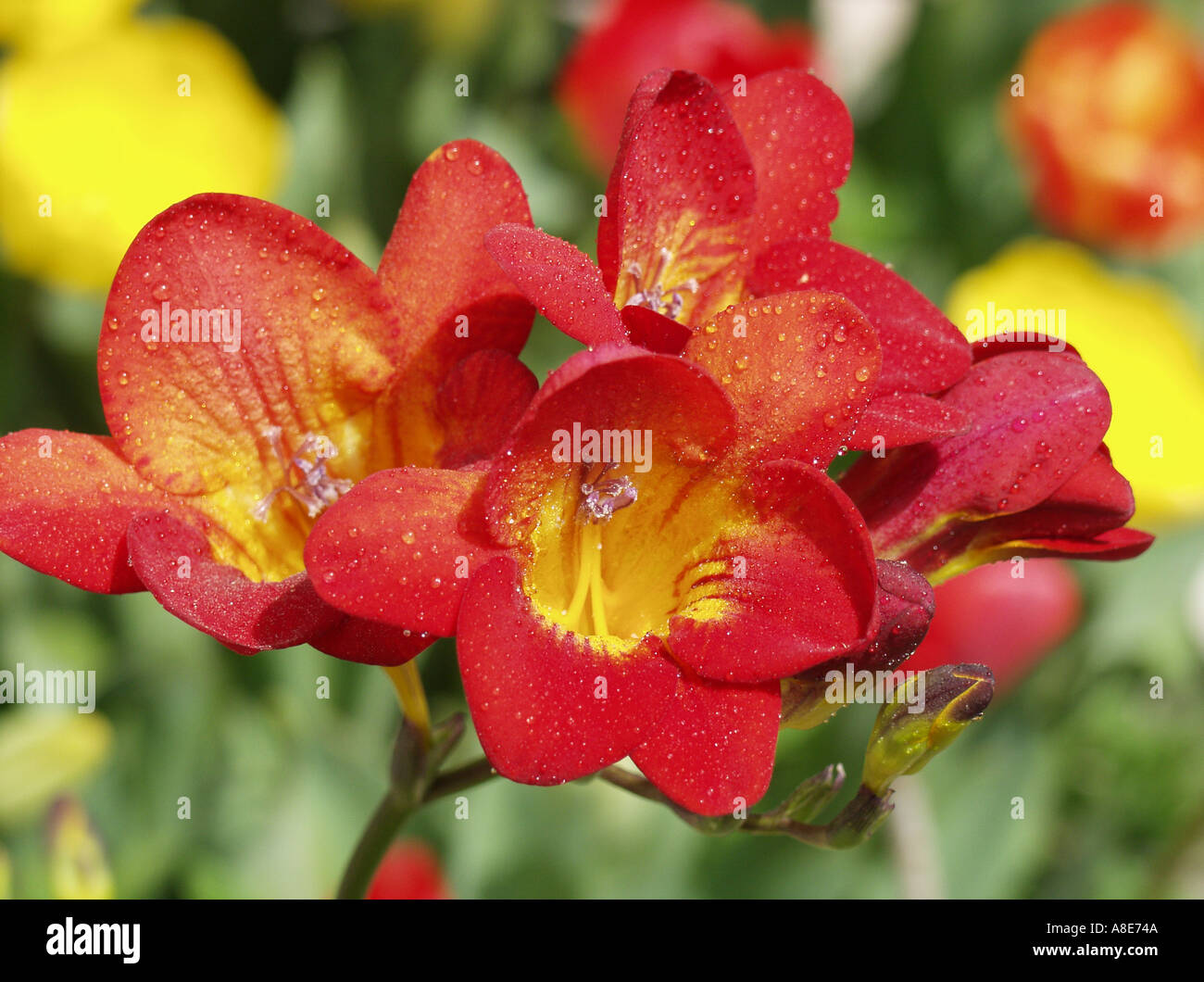 Freesia flower hi-res stock photography and images - Alamy