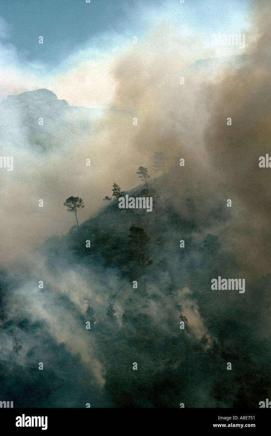 Aerial view of a wildfire, forest fire clouds of smoke, pine trees ...