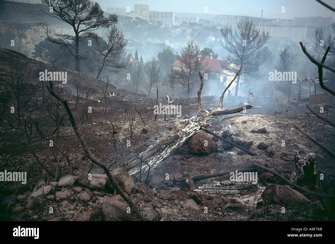 Burnt forest, fire smoke, dead trees, houses in the distance, aftermath ...