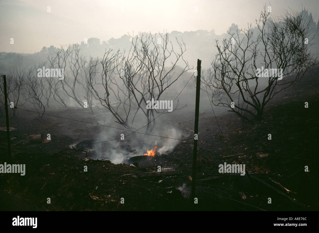 Burnt forest, flame, fire smoke, dead trees silhouettes, aftermath of a ...