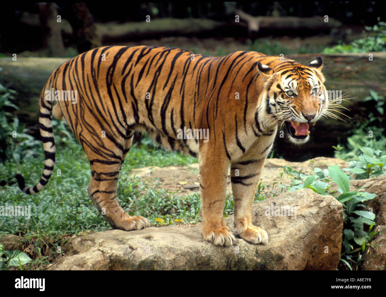 Hissing tiger hi-res stock photography and images - Alamy