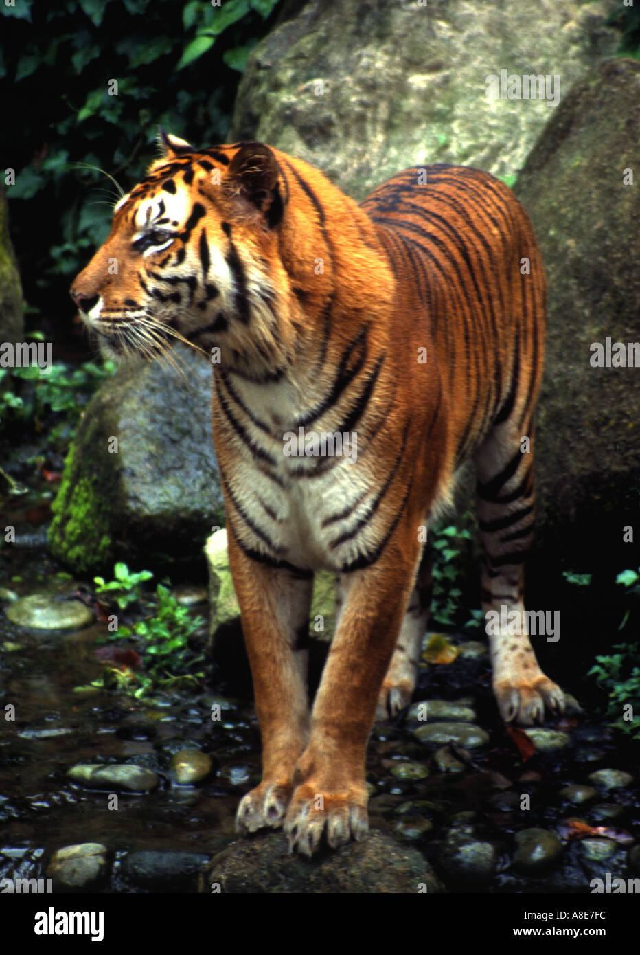 Tiger standing proud Stock Photo - Alamy