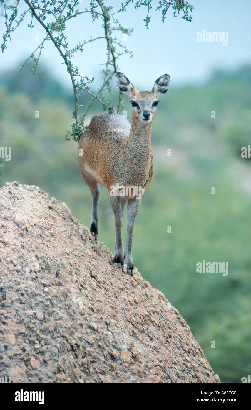 Klipspringer antelope standing on a large rock Matobo National Park ...