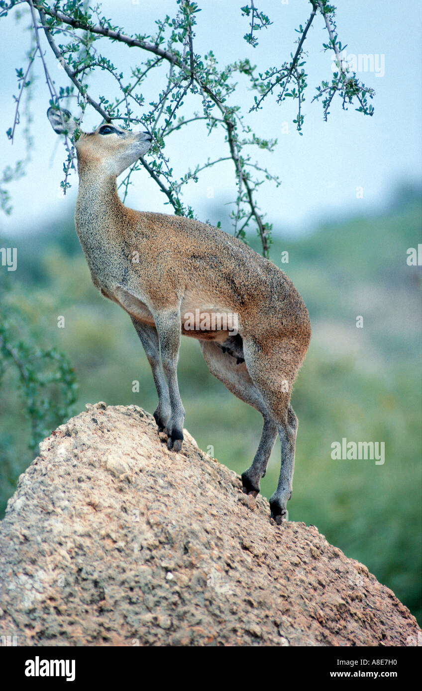 Antelope eye hi-res stock photography and images - Alamy