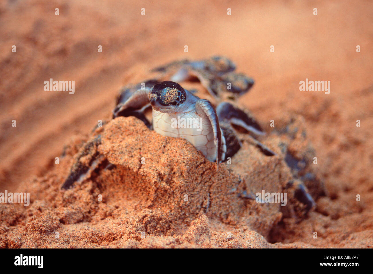 Hatching baby sea turtles egg hi-res stock photography and images - Alamy