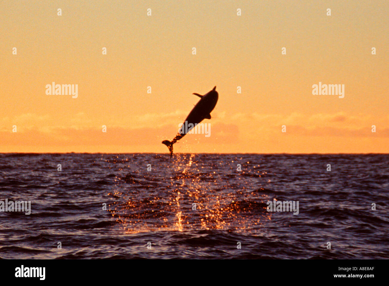 Spinner dolphin jumping sunset Stenella longirostris Big Island Hawaii ...