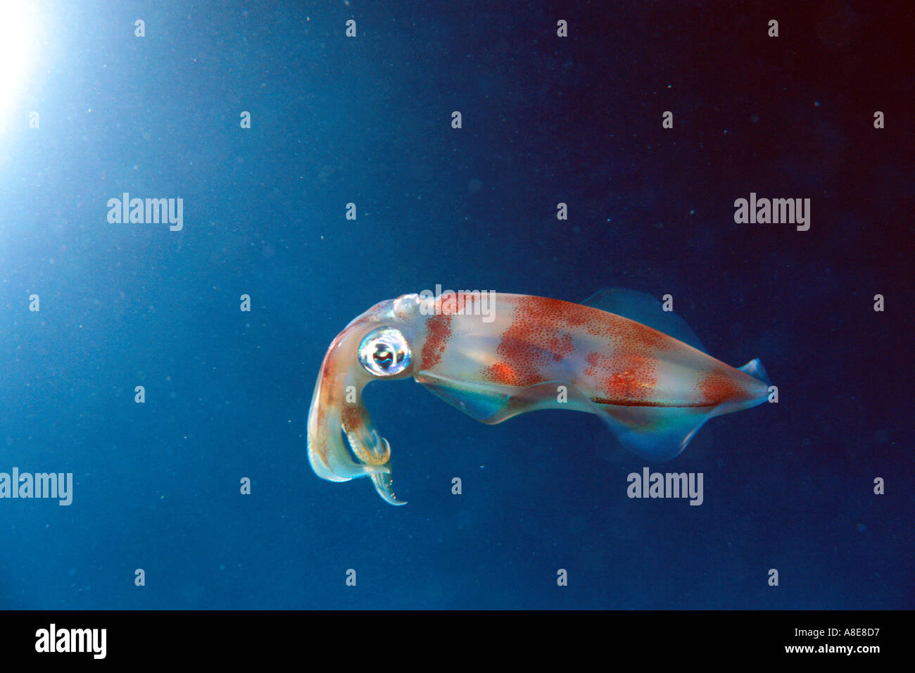 Oval squid Sepioteuthis lessoniana Sea Cave Oahu Hawaii N Pacific Stock ...