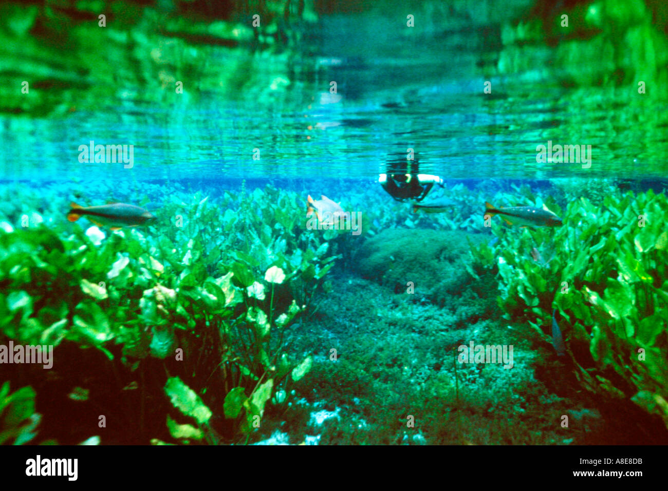 Snorkeller in national freshwater spring preserve Aquário Natural ...
