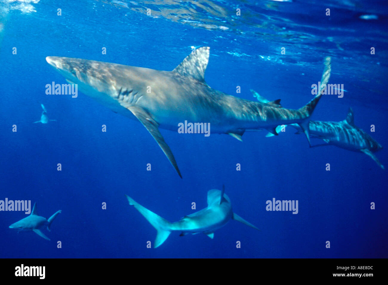 Galapagos shark hawaii hi-res stock photography and images - Alamy