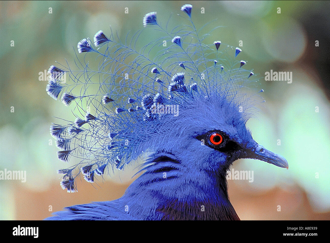 Victoria Crowned Pigeon at Melbourne Australia Goura Victoria Stock ...