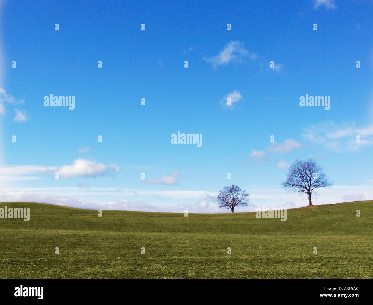 Trees at the horizon Stock Photo - Alamy