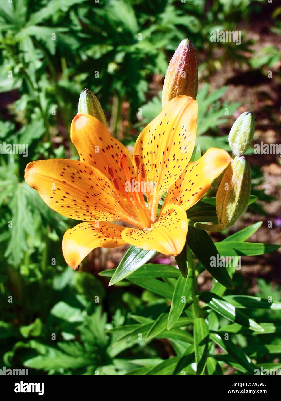 Lilium Auratum High Resolution Stock Photography and Images - Alamy