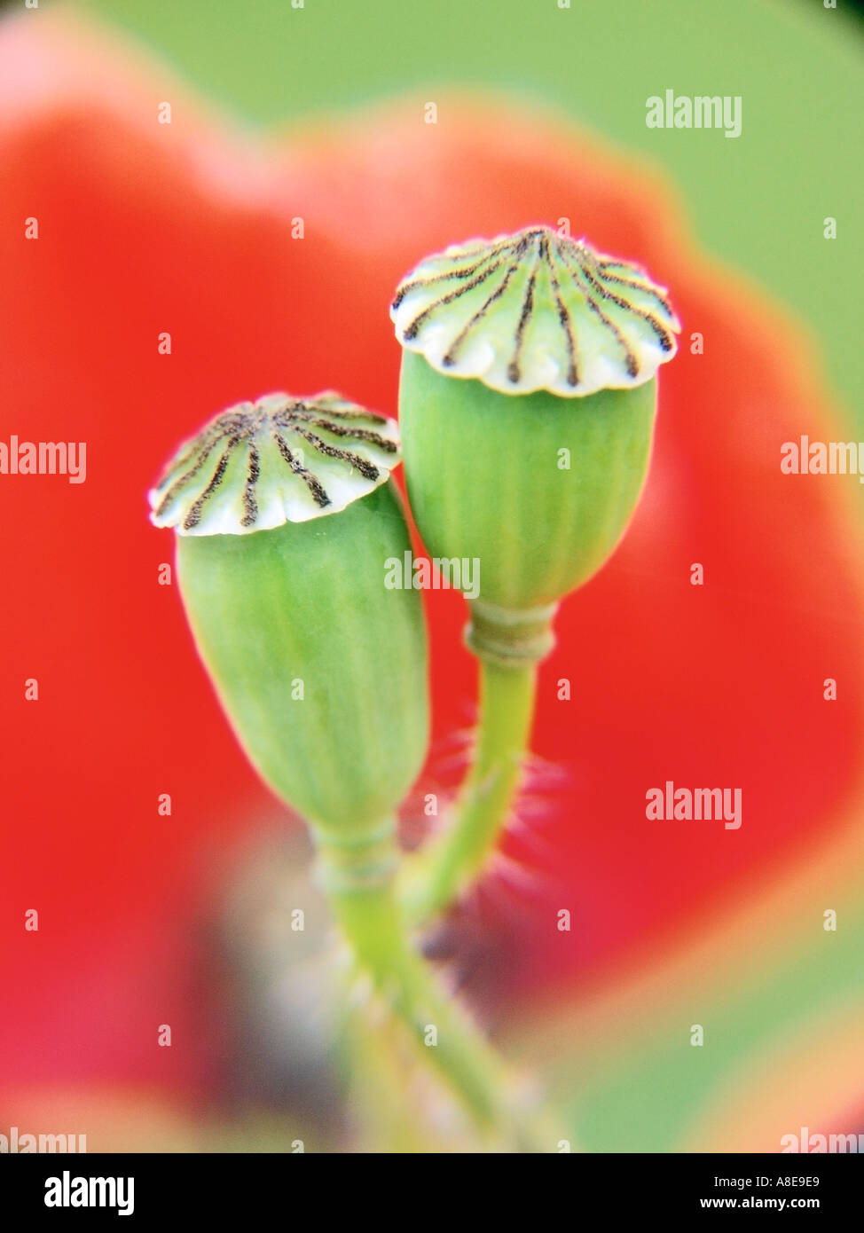 Poppy seed capsules Papaver rhoeas Stock Photo - Alamy