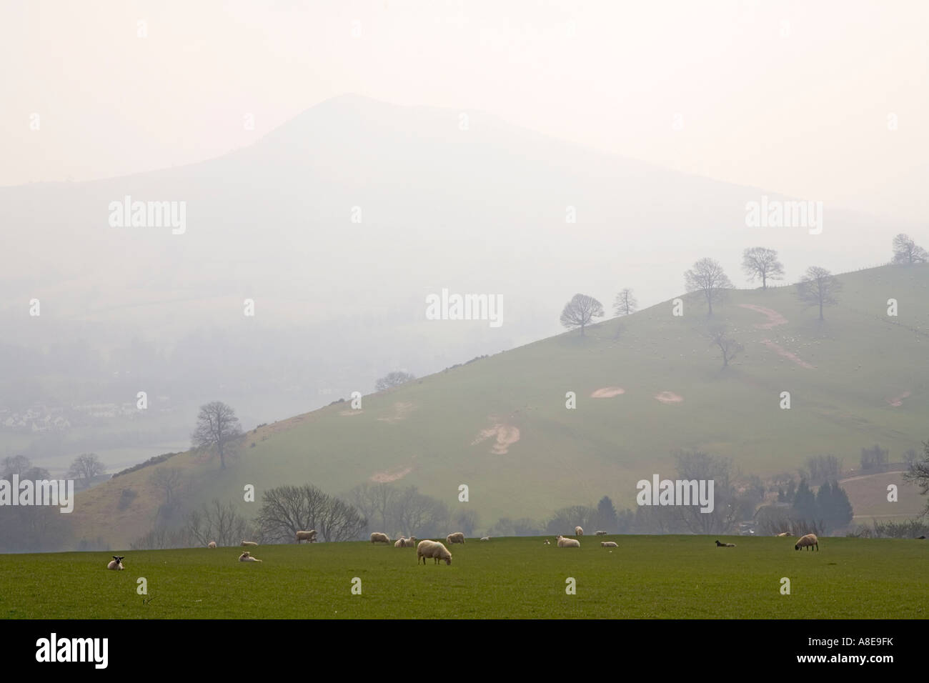 Sheep grazing on Welsh hillside misty morning on Hatterall Hill South ...
