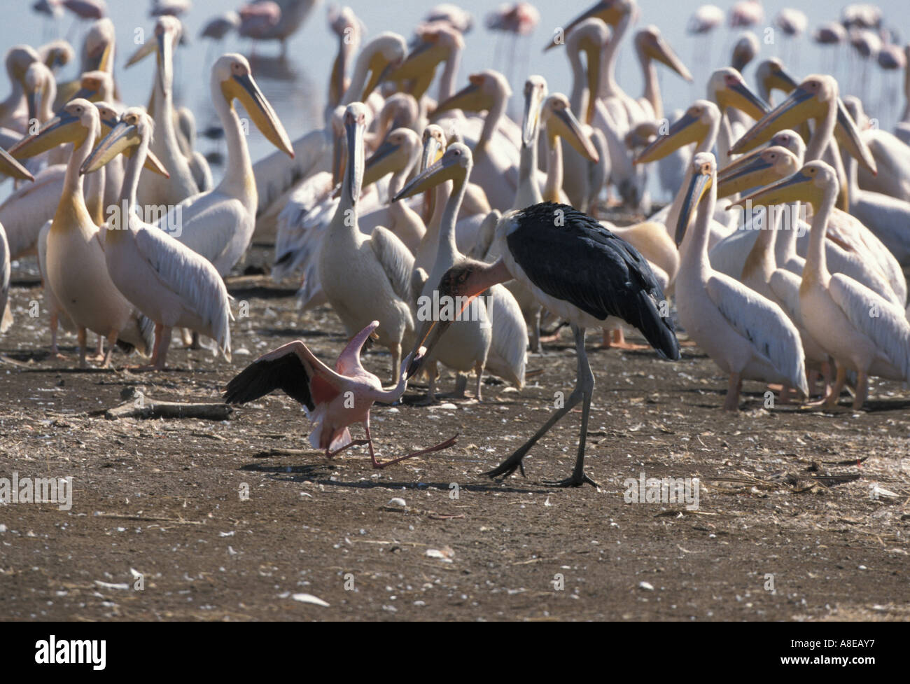 Marabou stork killing flamingo hi-res stock photography and images - Alamy