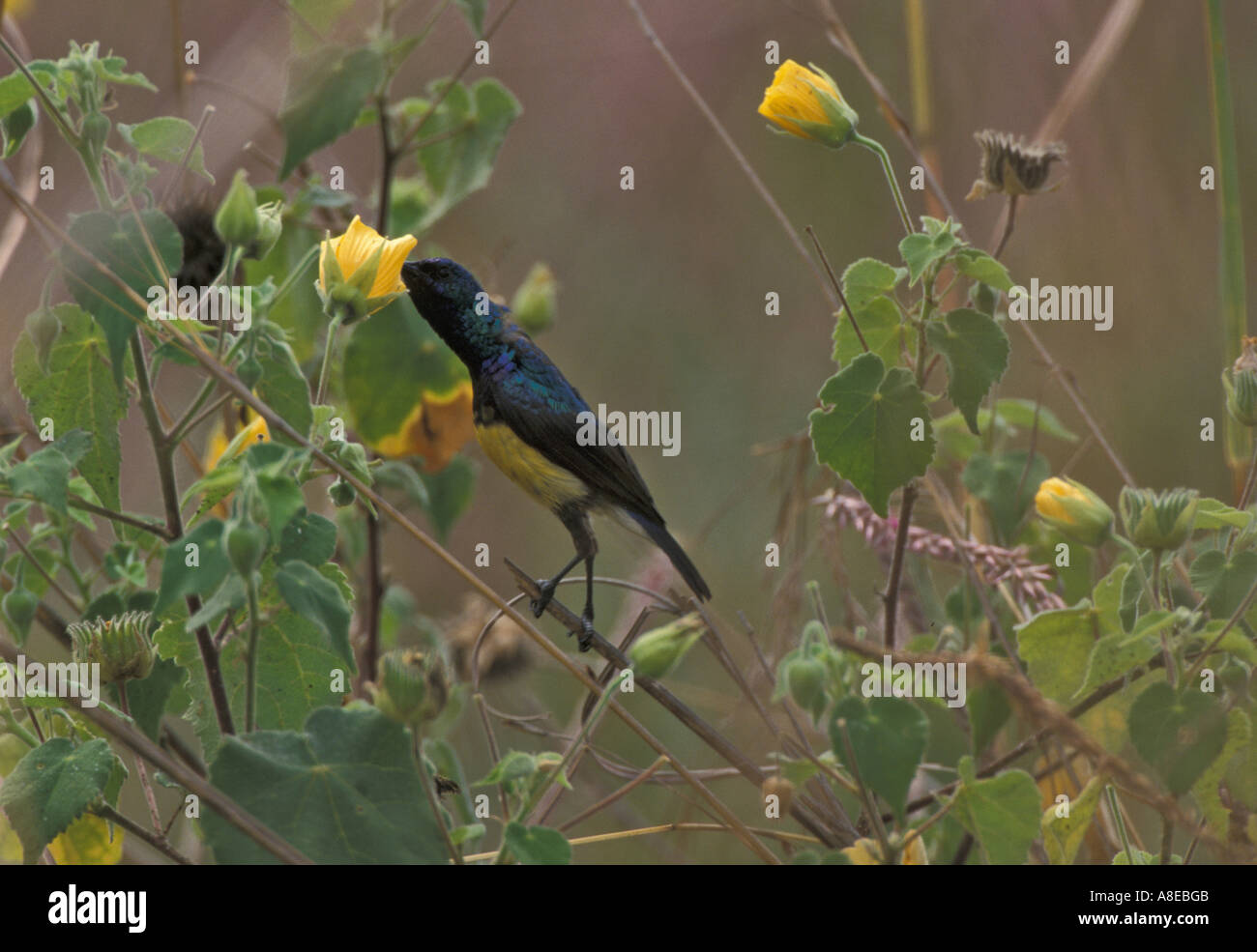 Variable Sunbird Cinnyris venusta Male Masi Mara Kenya Stock Photo - Alamy