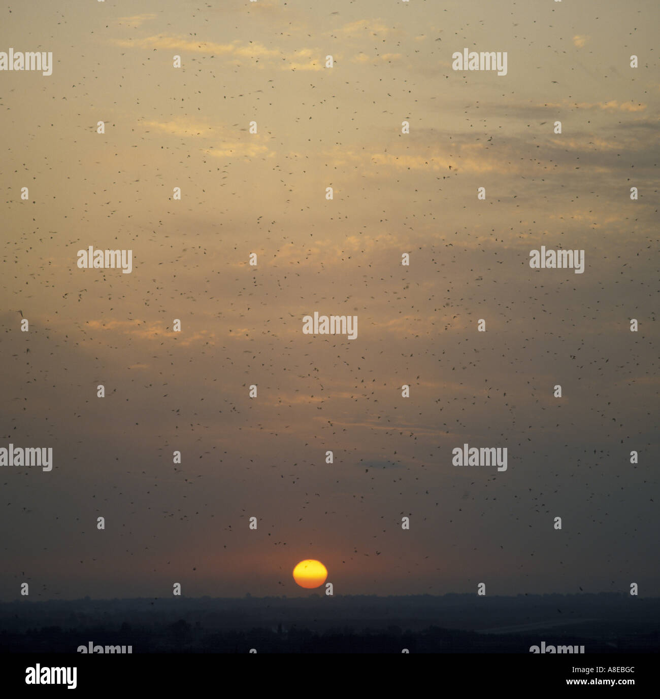 Swallows Hirundo rustica Thousands migrating Stock Photo - Alamy