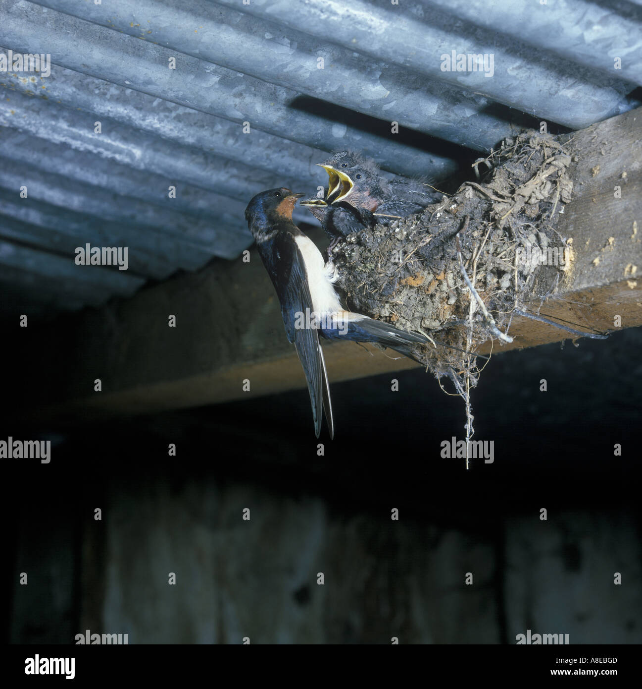 Swallow Hirundo rustica At nest feeding young nest on beam in building ...