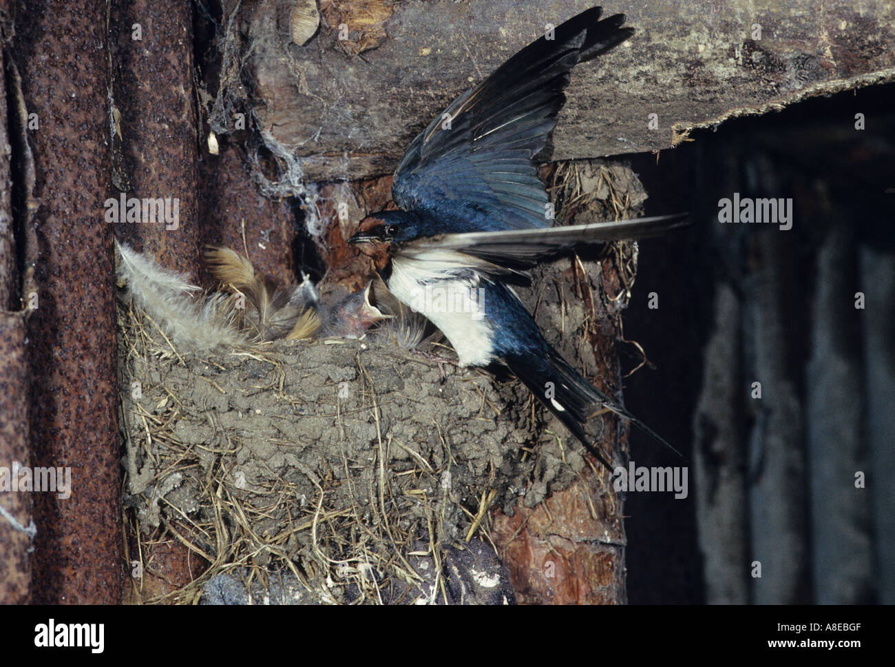Swallow Hirundo rustica At nest with young nest in shed Stock Photo - Alamy