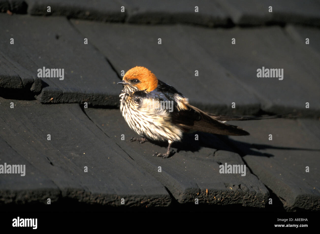Striped swallow hi-res stock photography and images - Alamy