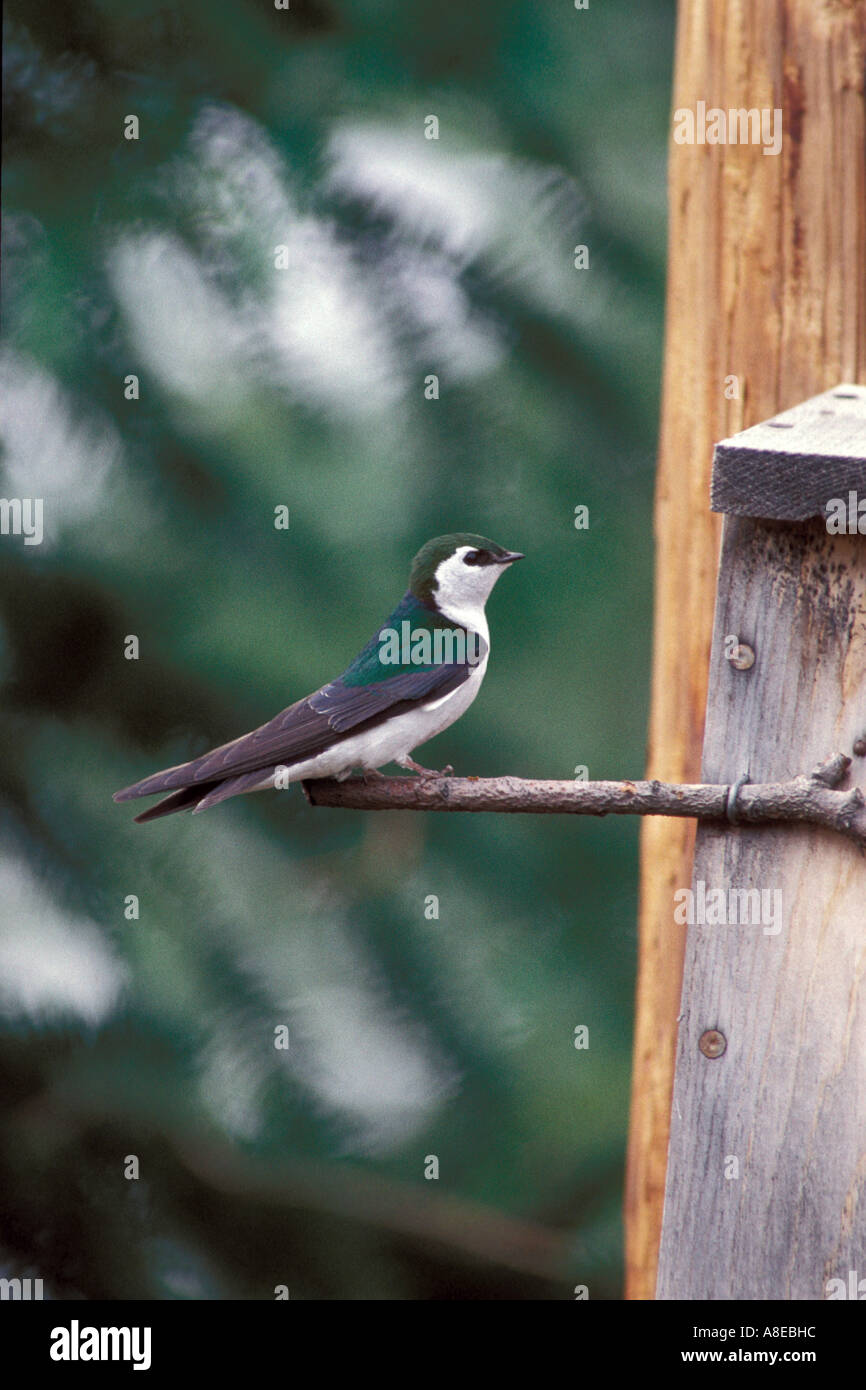 Violet green swallow alaska hi-res stock photography and images - Alamy