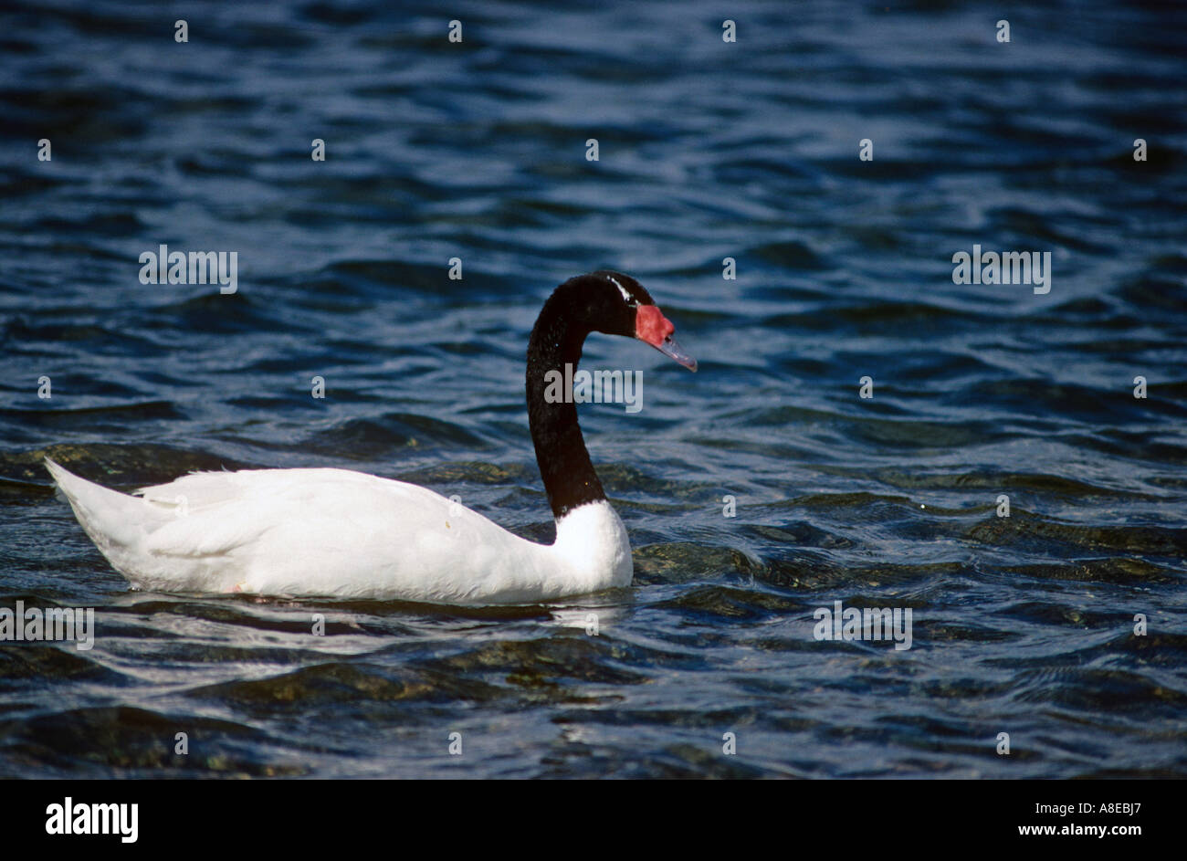 Black necked Swan Cygnus melanocorpyphus Swimming Stock Photo - Alamy