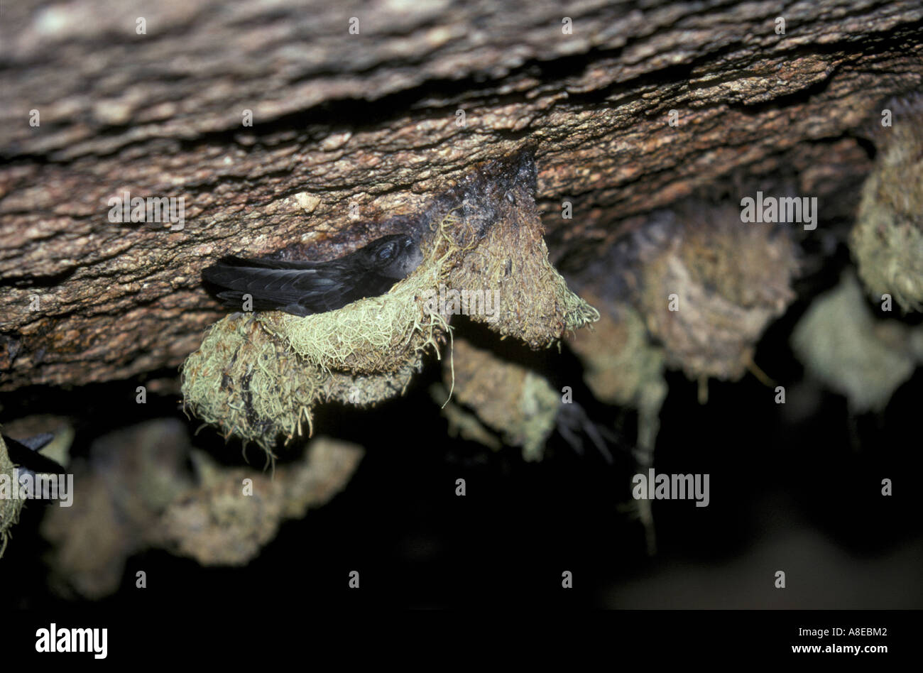 Swiftlet Cave Seychelles Collocalia francica elaphra At nest Stock ...