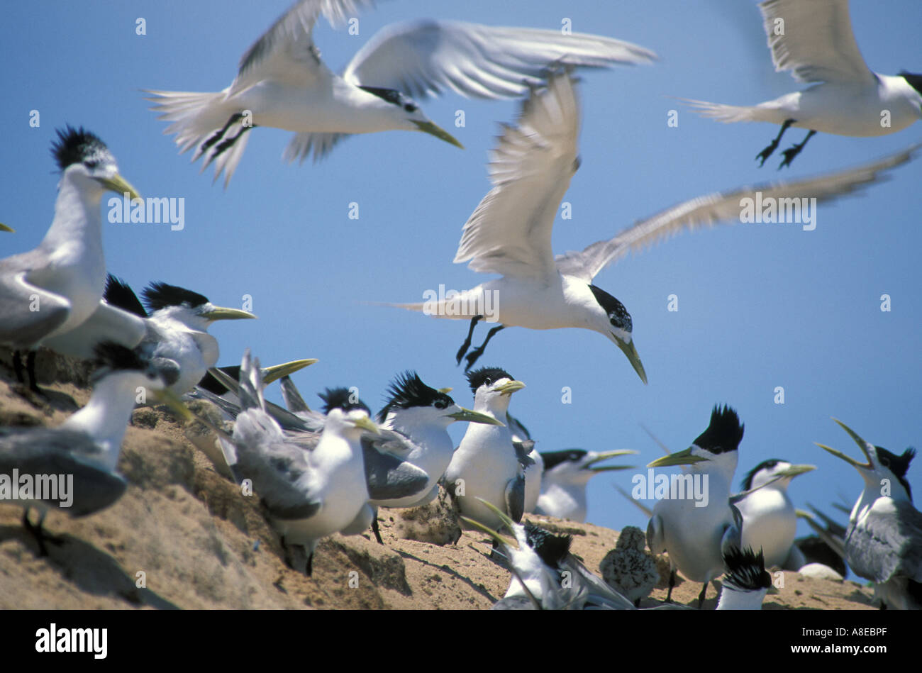 Crested Terns Sterna bergii In flight Australia Stock Photo - Alamy