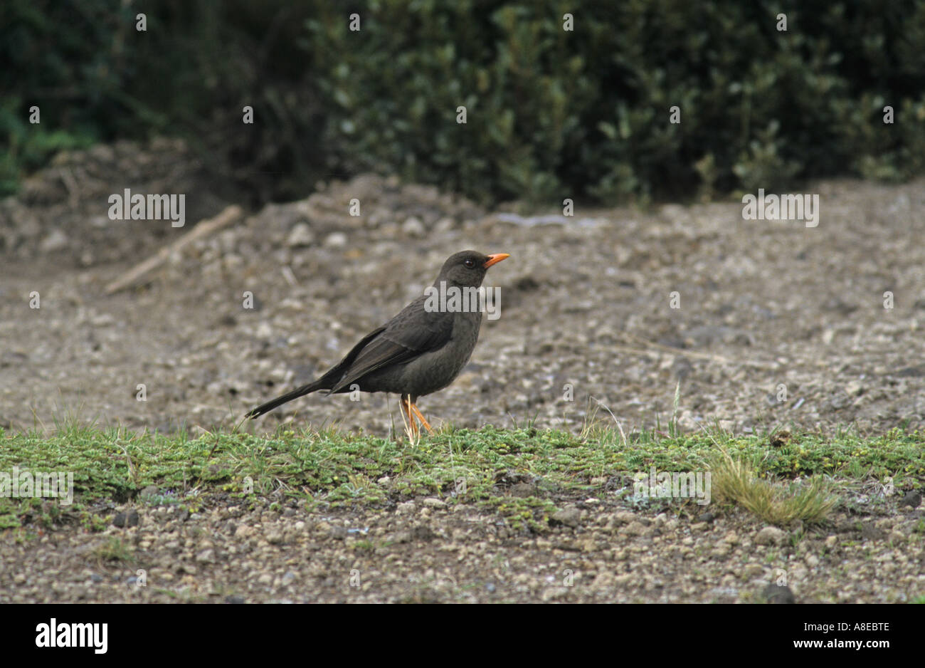 Great Thrush Turdus fuscater Cotopaxi Ecuador S America Stock Photo - Alamy