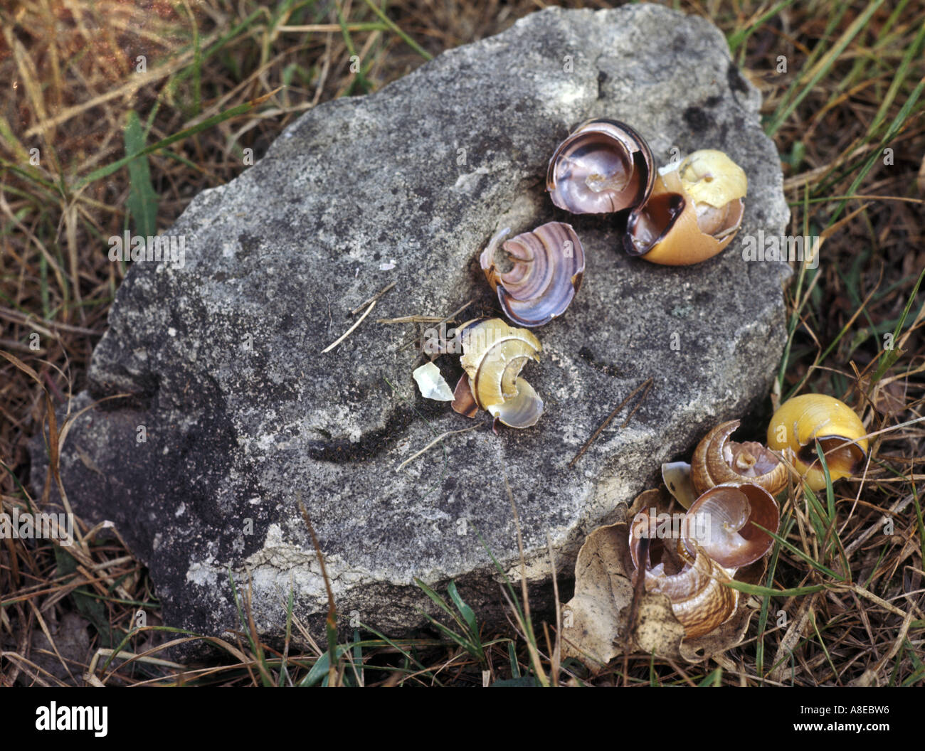 Song Thrush Turdus philomelos Anvil with smashed Snail shells Stock ...