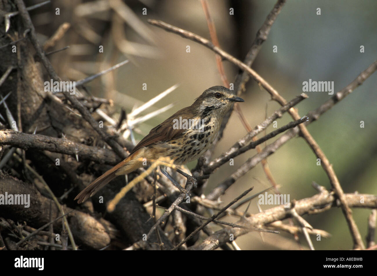 Spotted Morning Thrush Cichladusa guttata Kenya Stock Photo - Alamy
