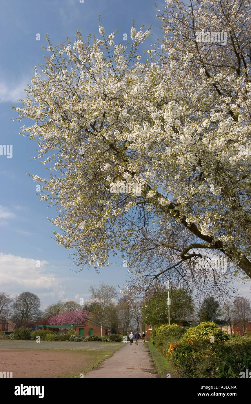 Cheshire Stockport Edgeley Alexandra Park trees in blossom Stock Photo ...