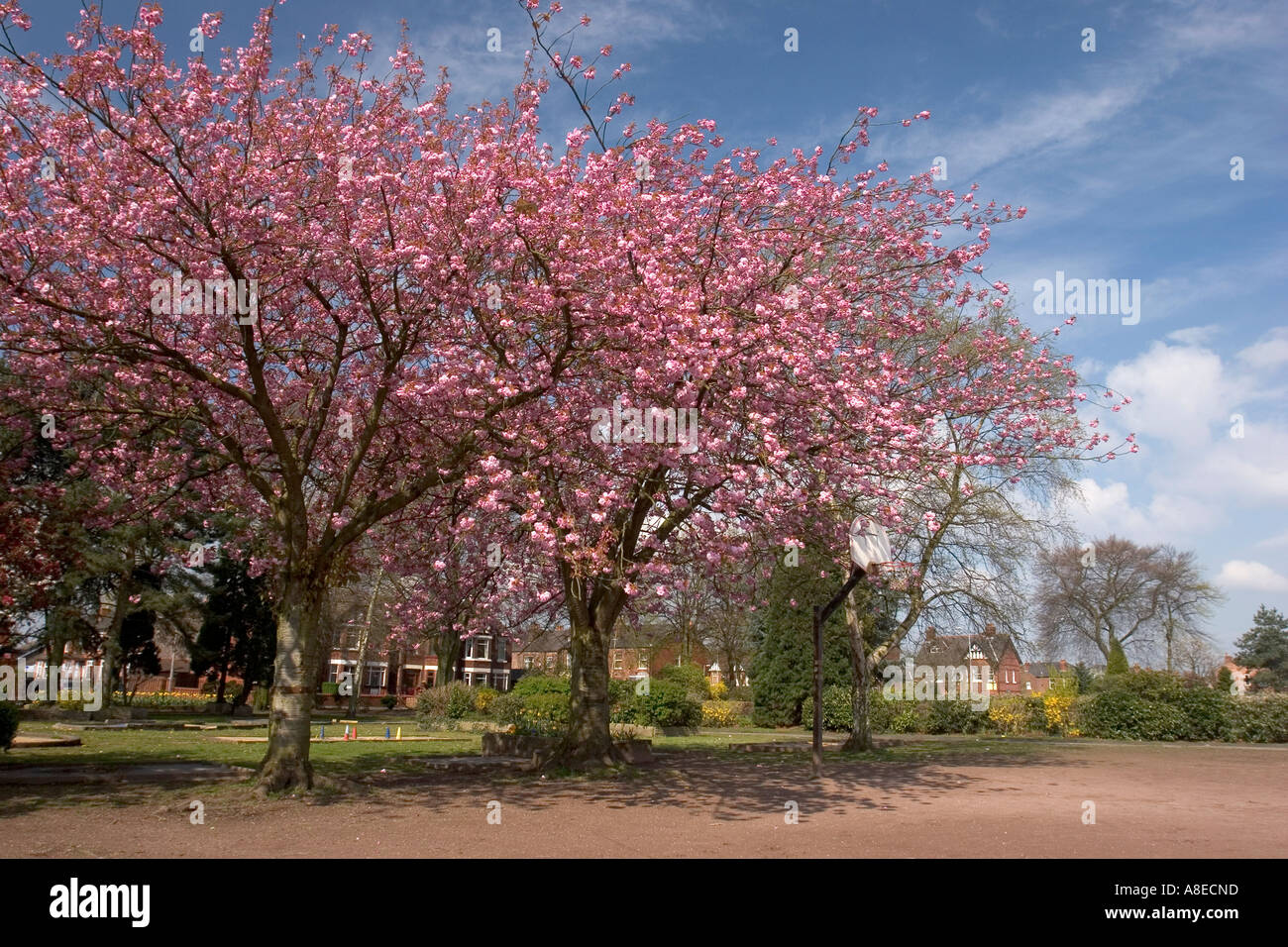 Cheshire Stockport Edgeley Alexandra Park trees in blossom Stock Photo ...