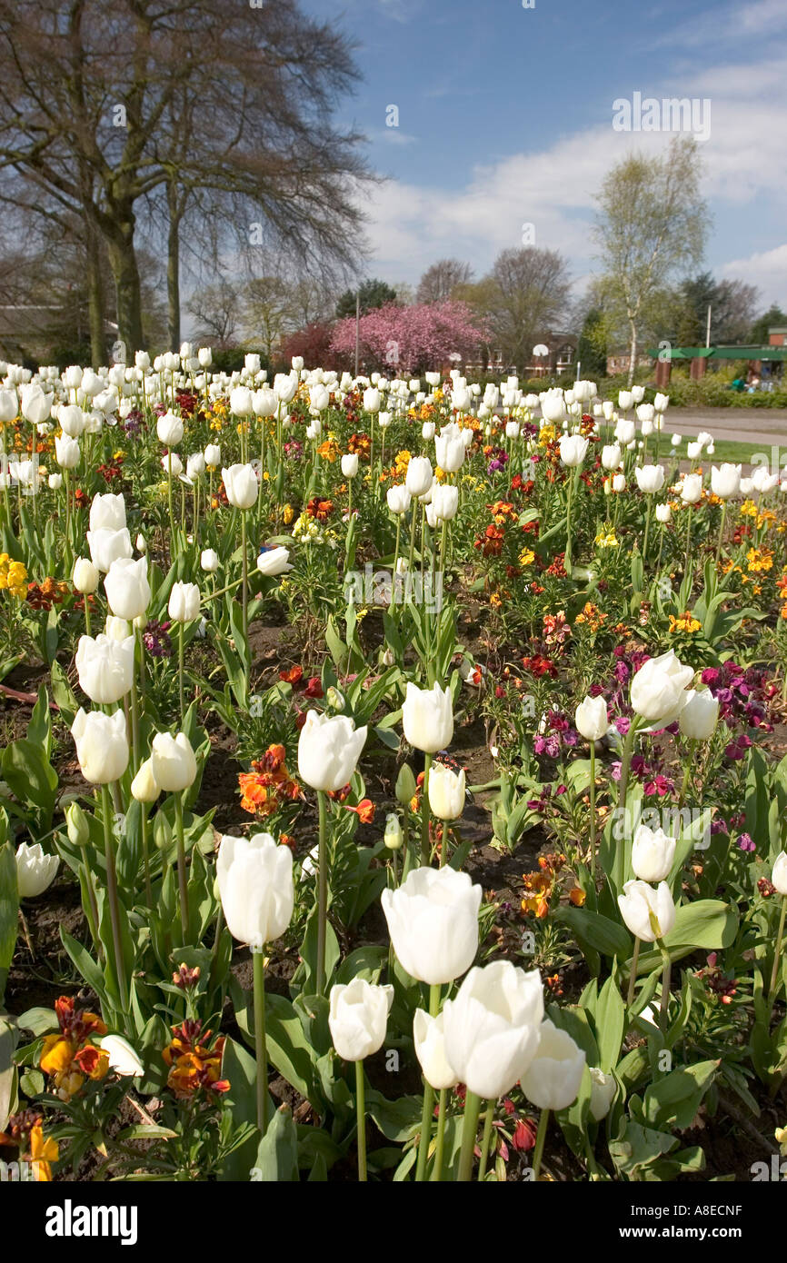 Cheshire Stockport Edgeley Alexandra Park tulip beds Stock Photo - Alamy