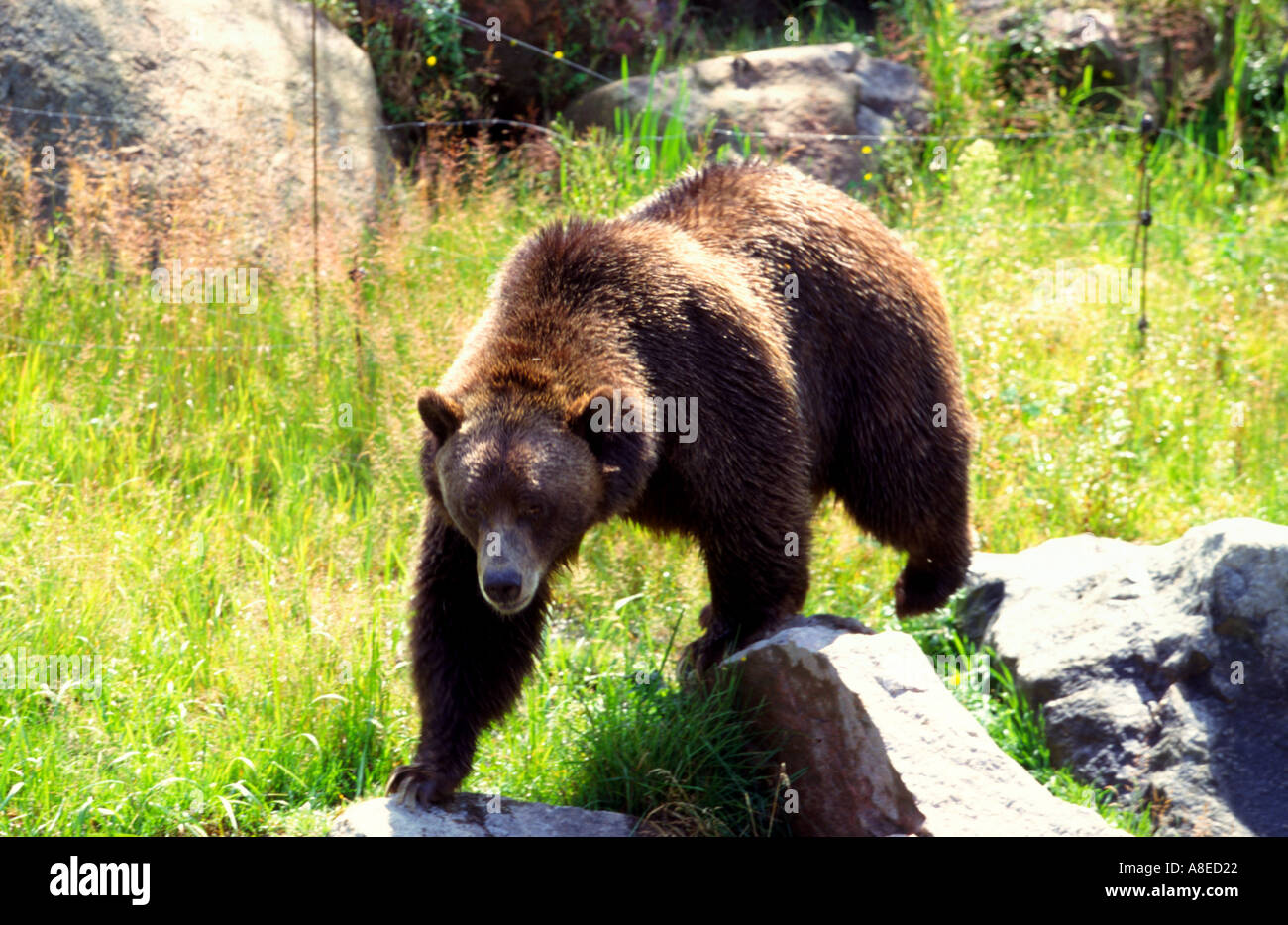 Bear in Canada Stock Photo - Alamy