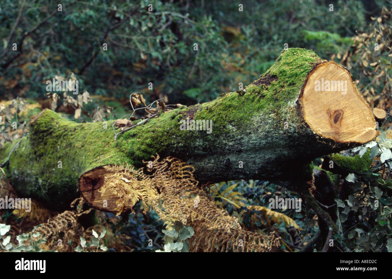 natural Dead trunk tree in a forest Stock Photo - Alamy