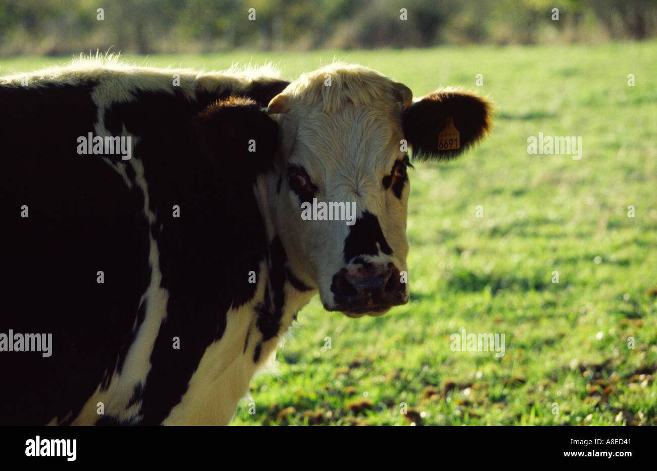 Agriculture health dead cows farm land hi-res stock photography and ...