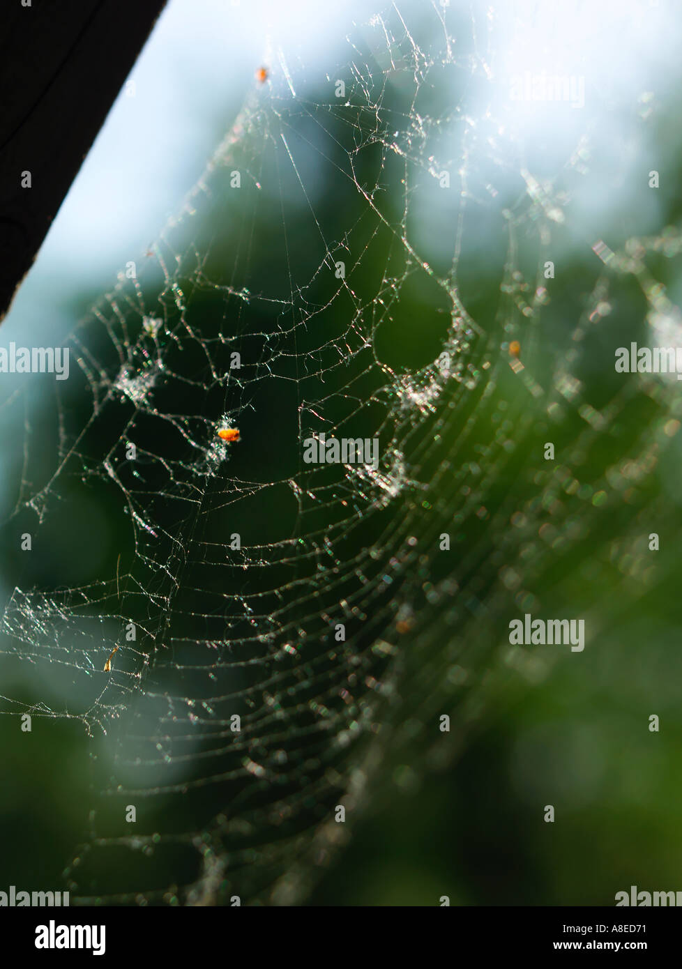 close up cobweb Stock Photo - Alamy
