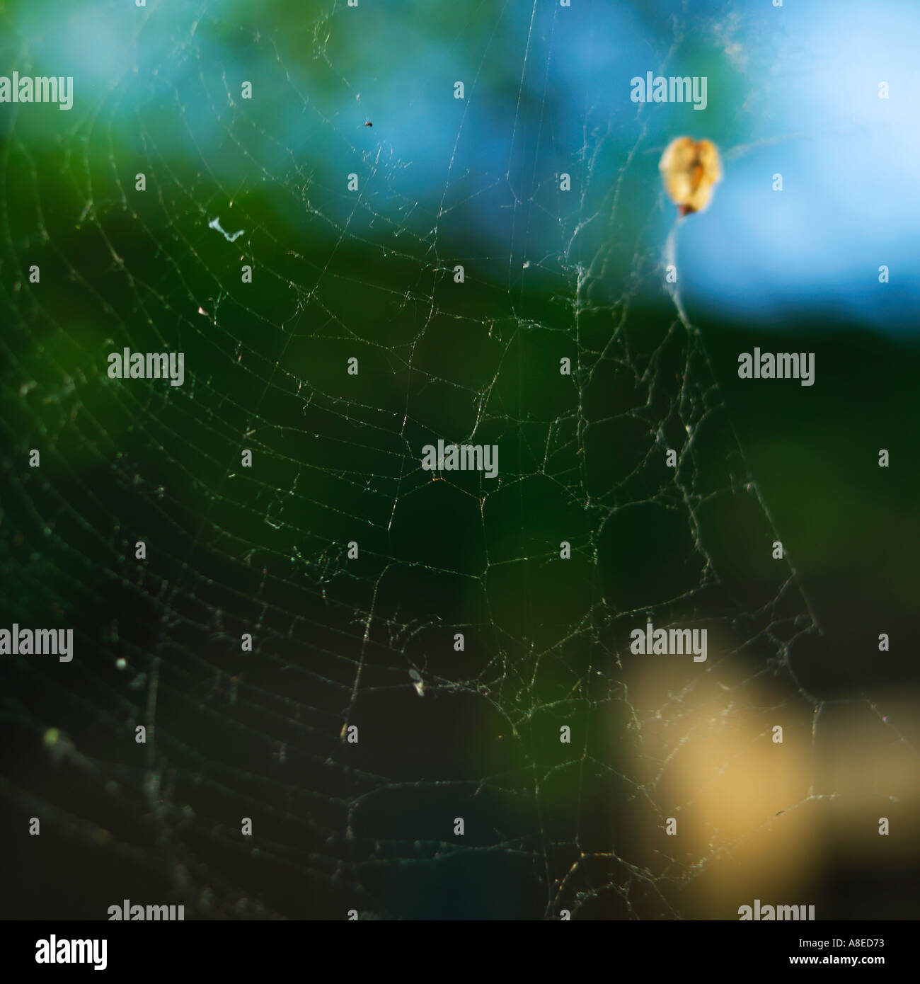 close up cobweb Stock Photo - Alamy