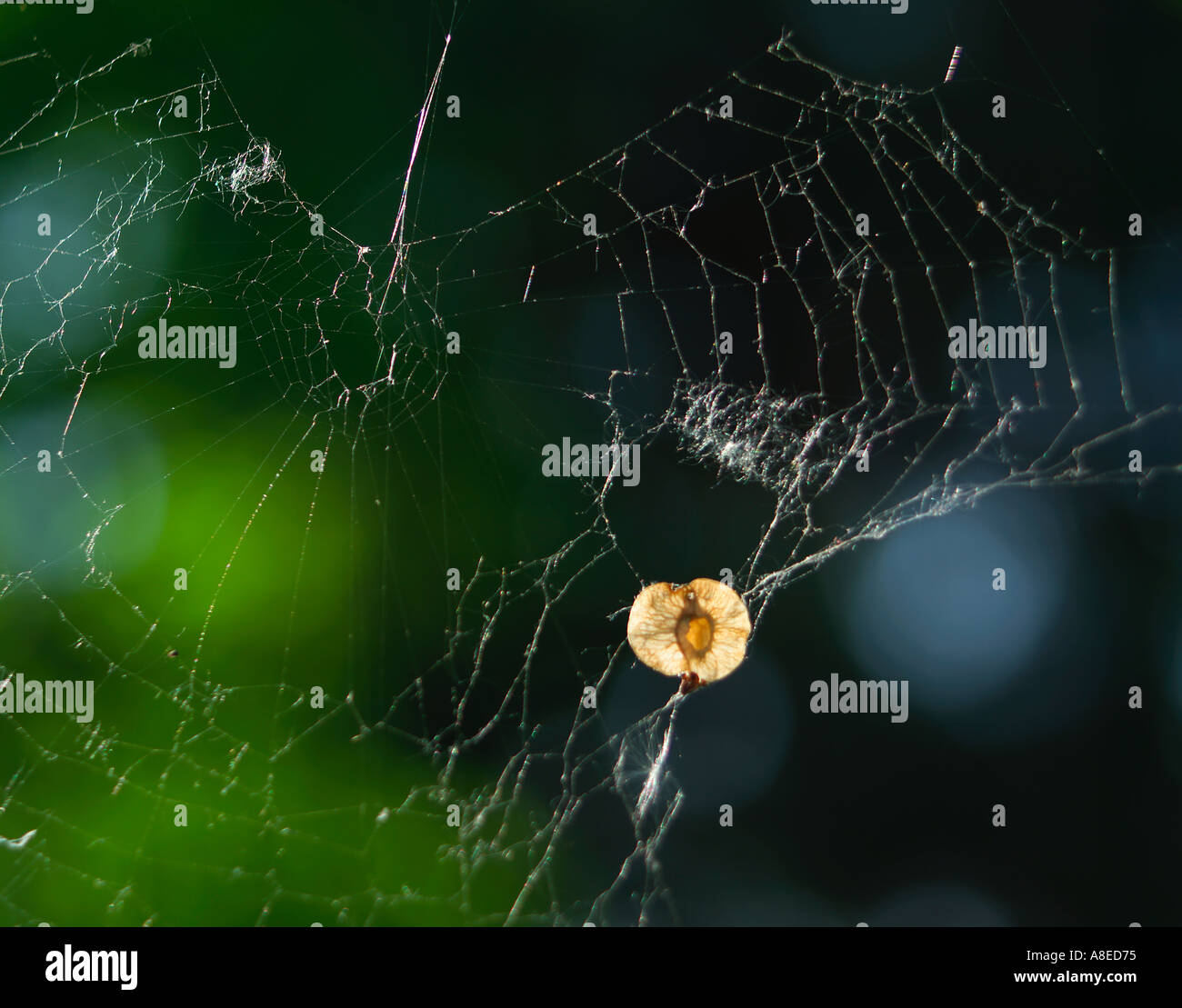 close up cobweb Stock Photo - Alamy
